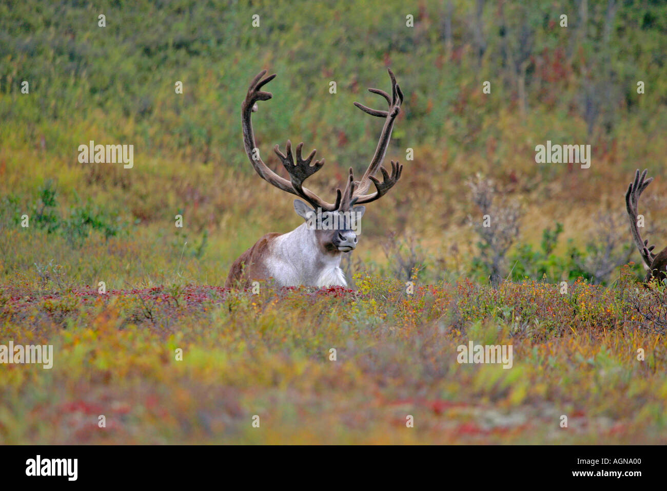 Caribou Rangifer tarandus in the Denali National Park Alaska USA Stock ...