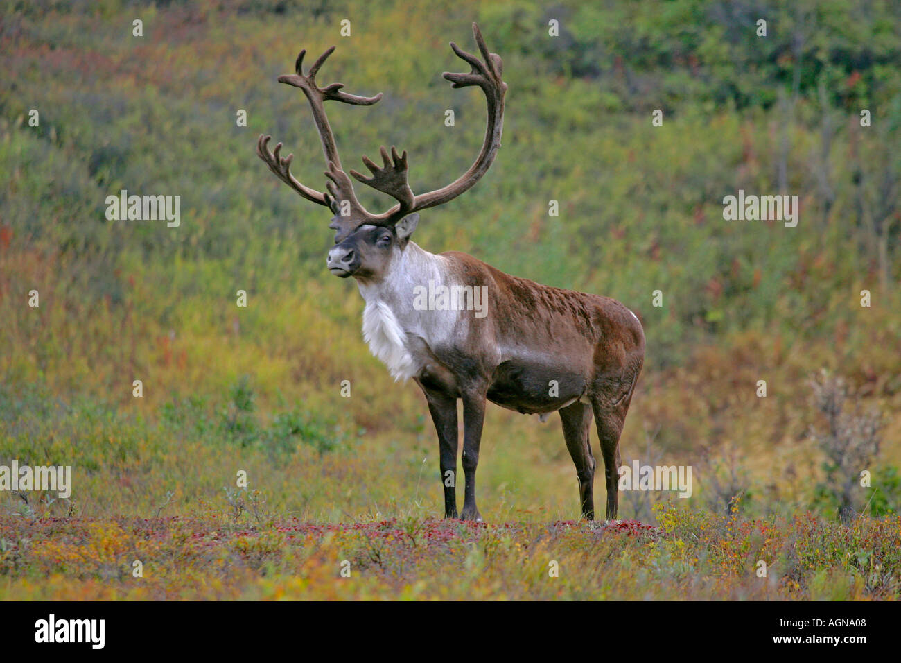 Caribou Rangifer tarandus in the Denali National Park Alaska USA Stock ...