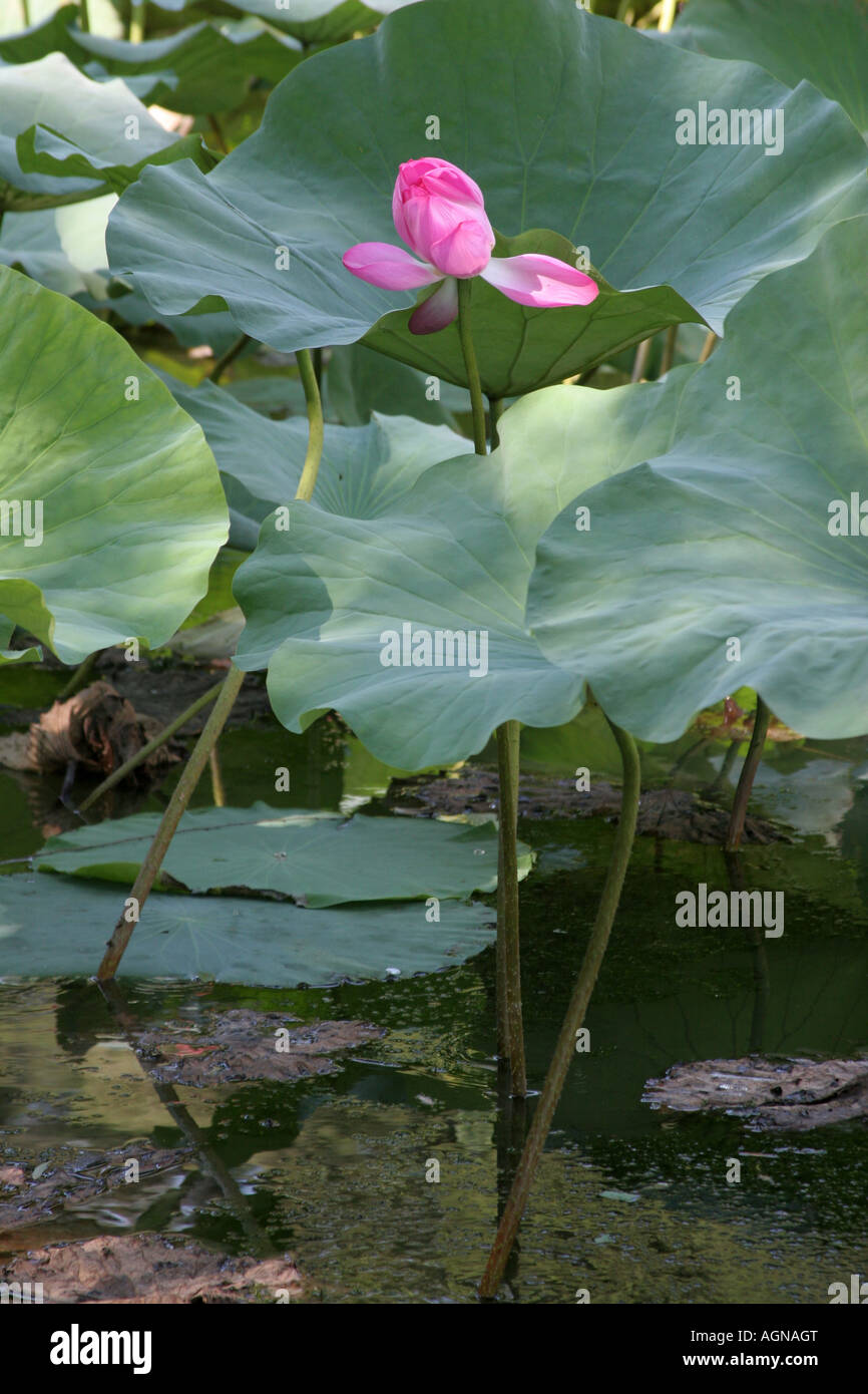 water lily Beijing park China August 2007 Stock Photo - Alamy