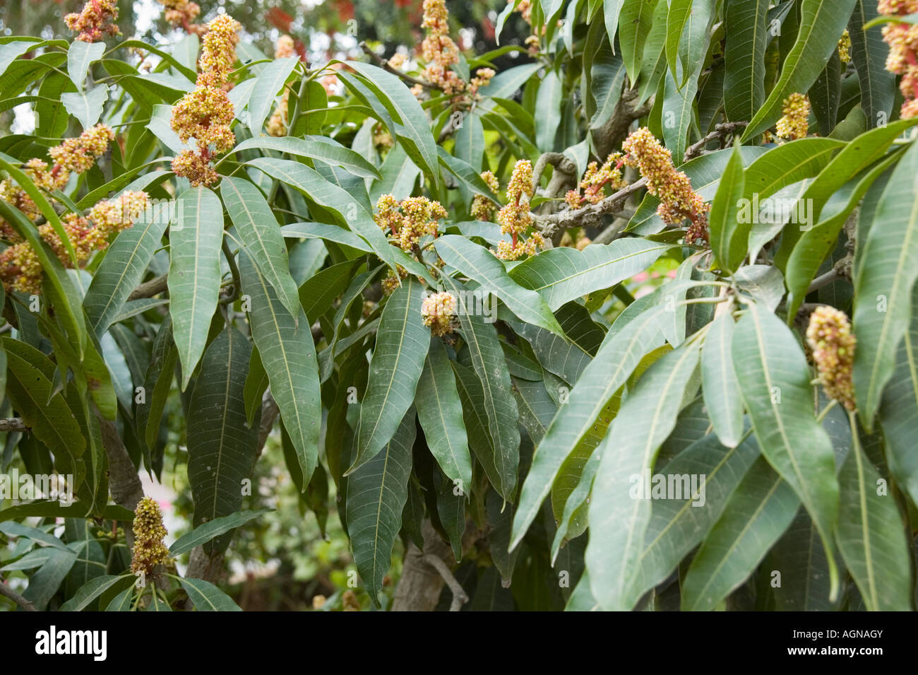 Israel Mango tree blossoms flowering April 2007 Stock Photo - Alamy