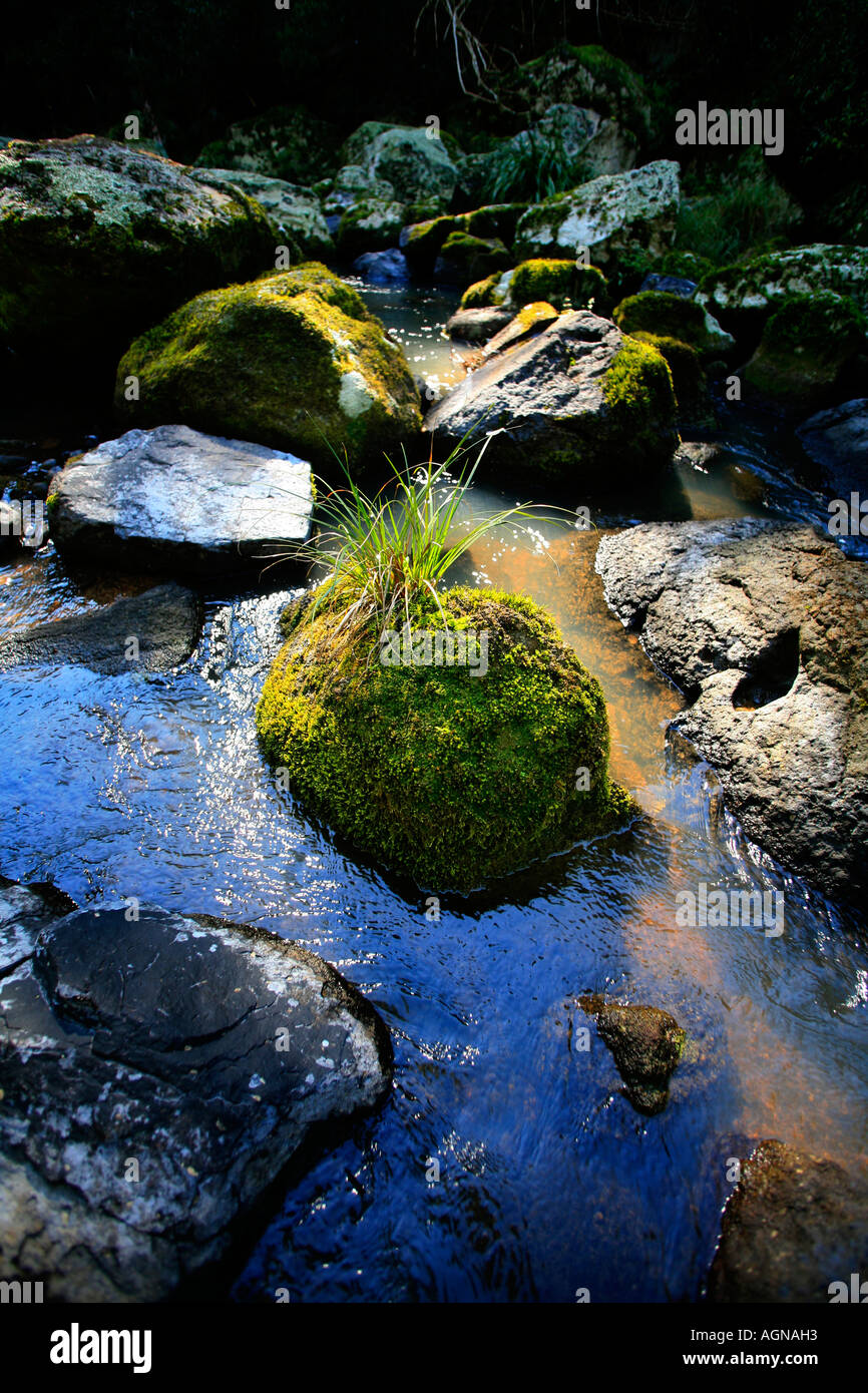 Rain-forest stream in the Byron Bay hinterland Australia Stock Photo ...