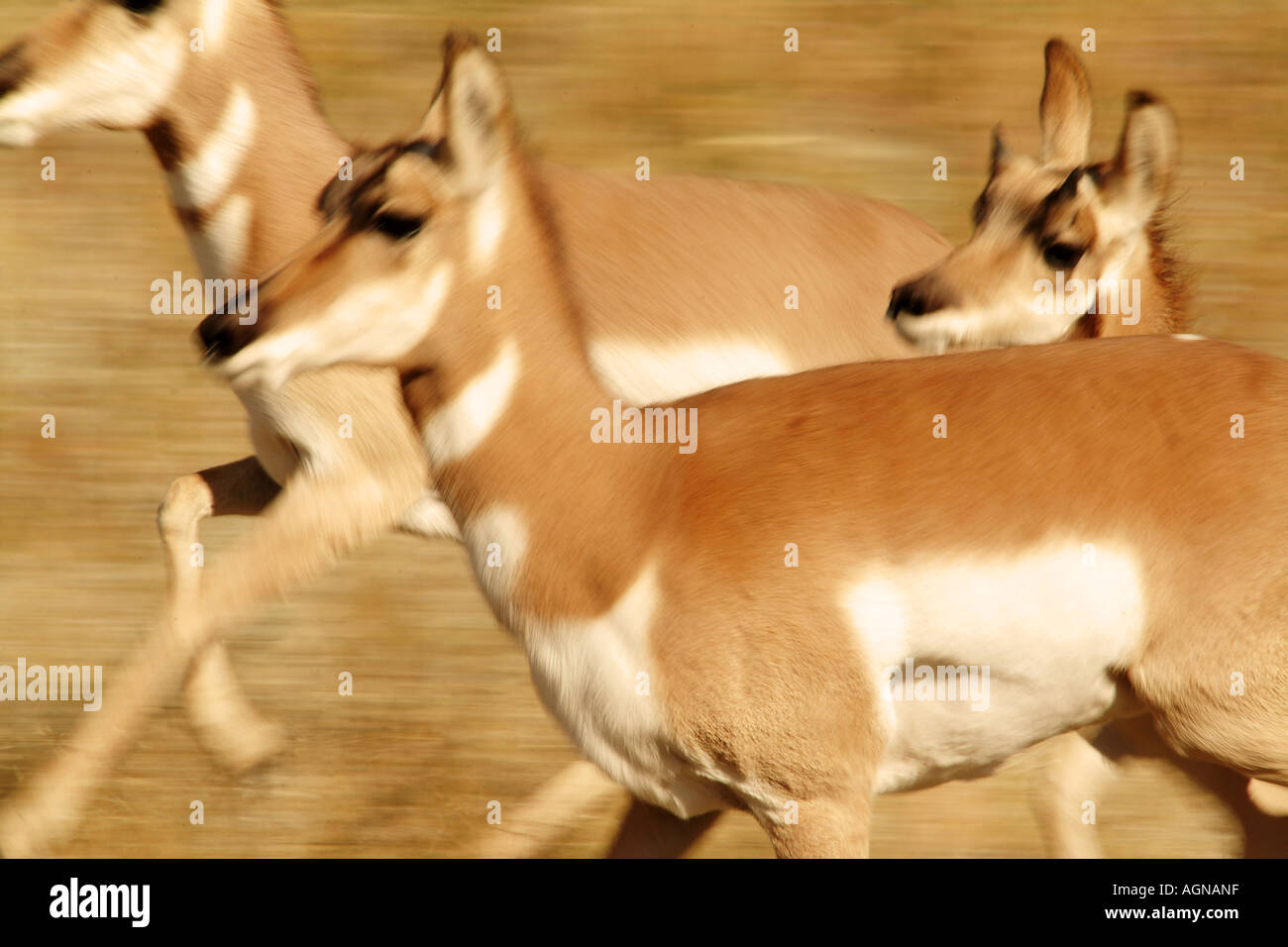 Running Pronghorn antelope Antilocapra americana North America s ...