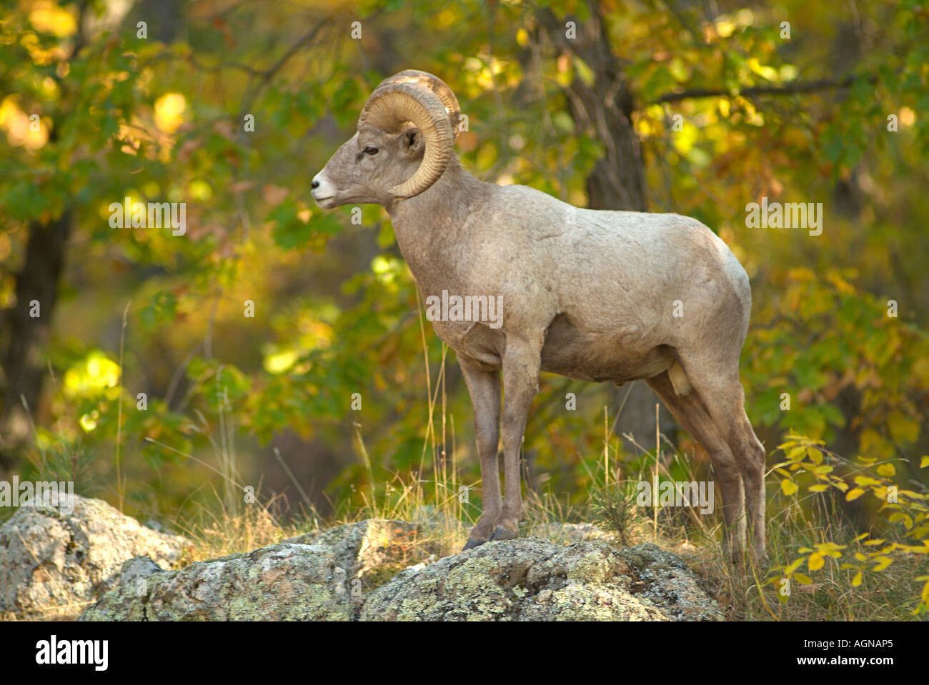 Big Horn Sheep Stock Photo - Alamy