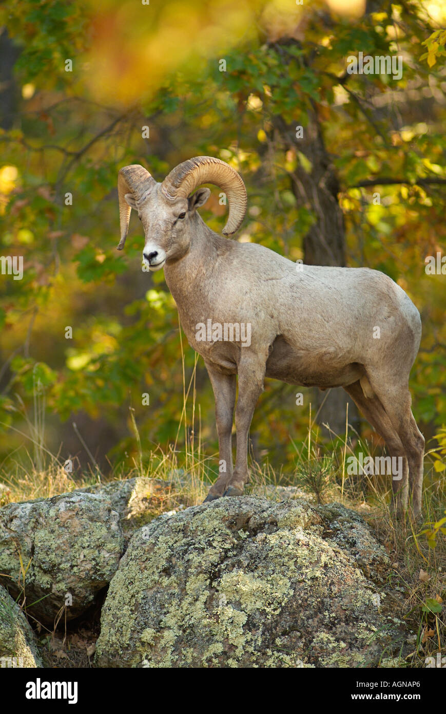 Big Horn Sheep Stock Photo - Alamy