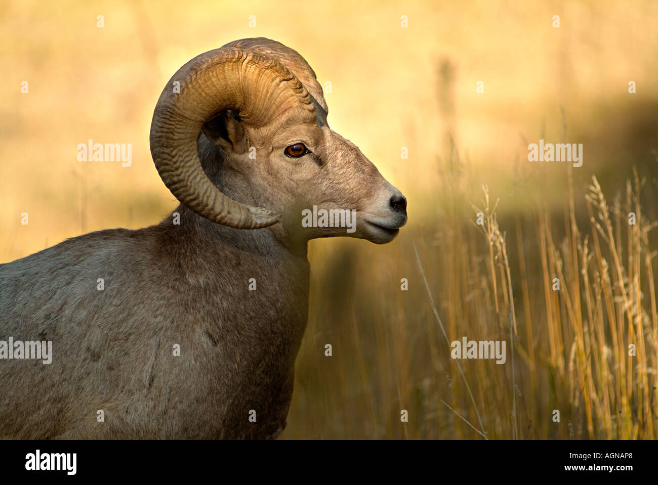 Big Horn Sheep Stock Photo - Alamy
