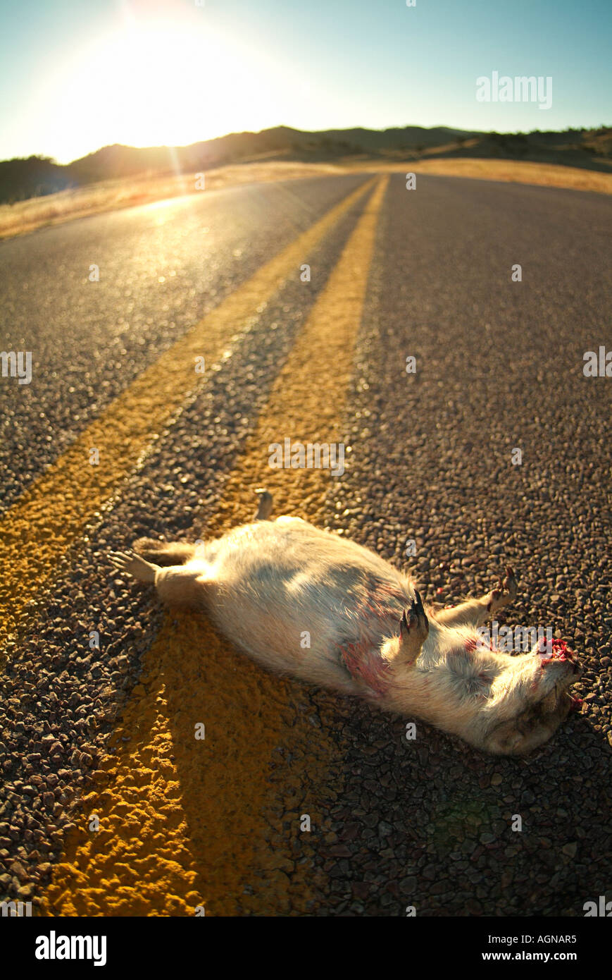 Come roadkill hi-res stock photography and images - Alamy