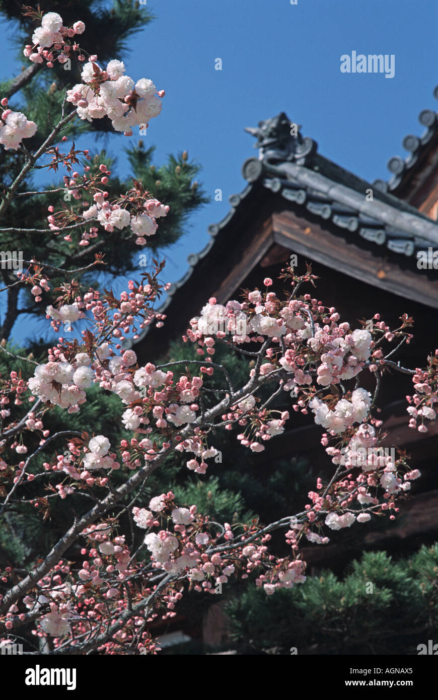 Taima temple hi-res stock photography and images - Alamy