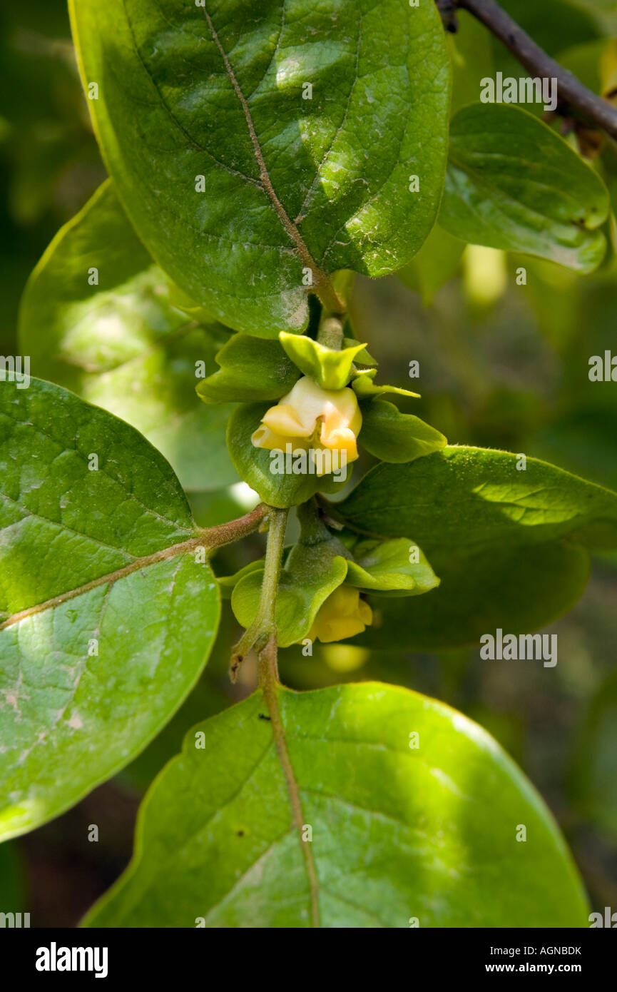 Persimmon flowers hi-res stock photography and images - Alamy