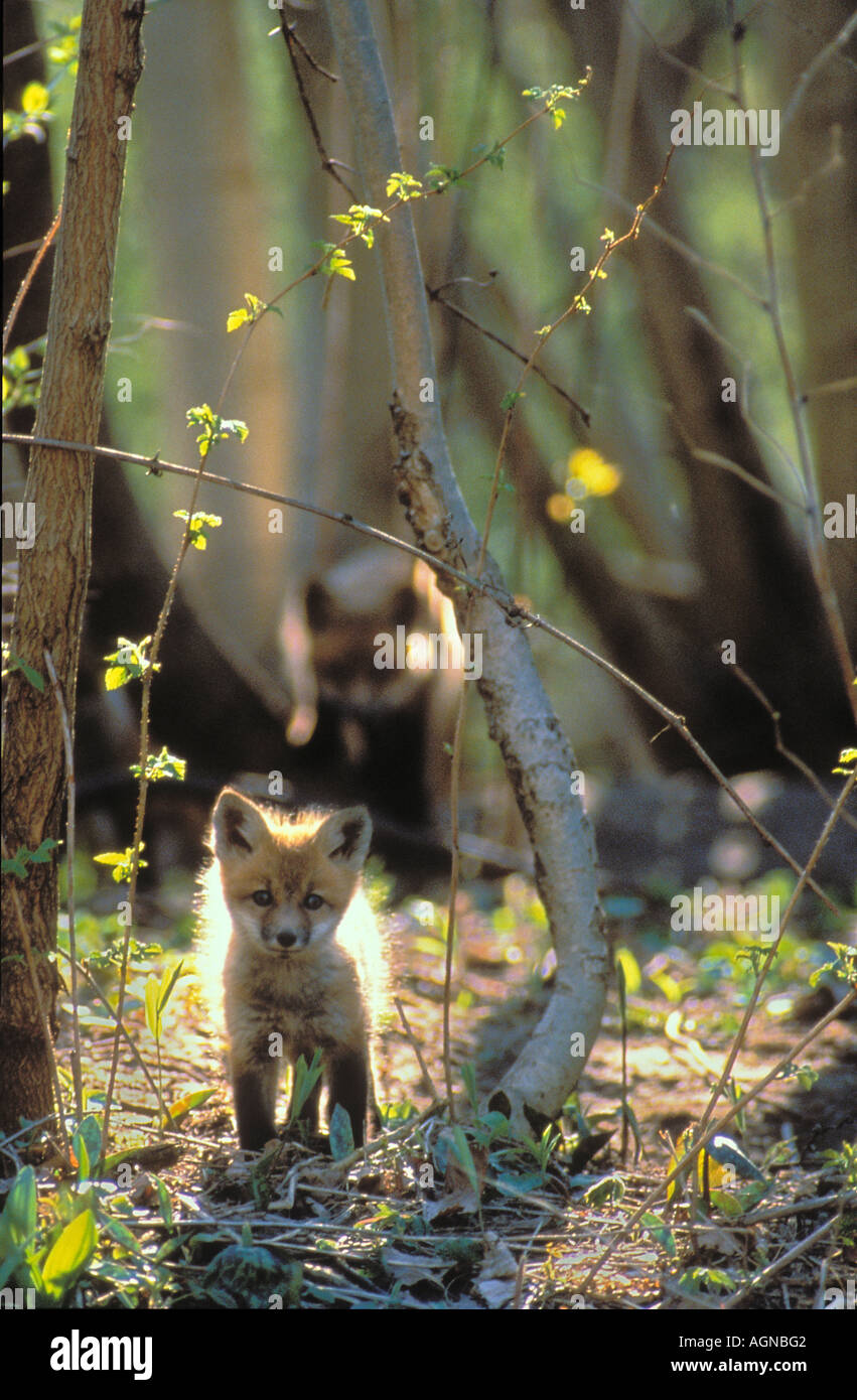 Red Fox Kit Stock Photo - Alamy