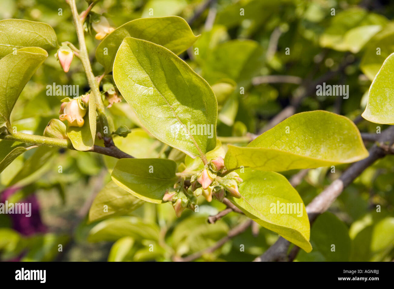 Persimmon flowers hi-res stock photography and images - Alamy