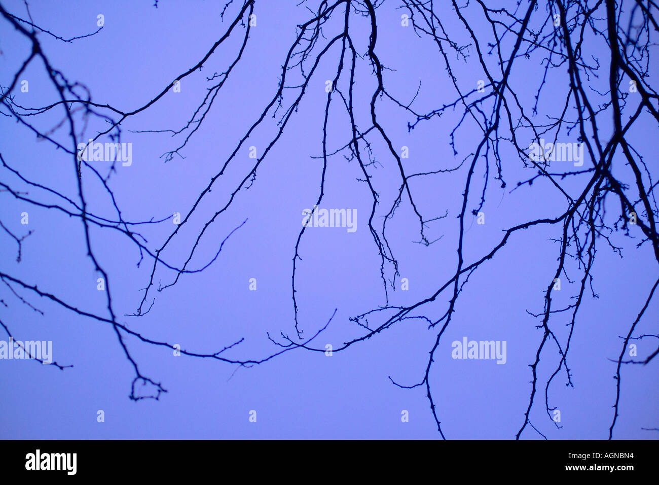 Tree branch patterns hi-res stock photography and images - Alamy