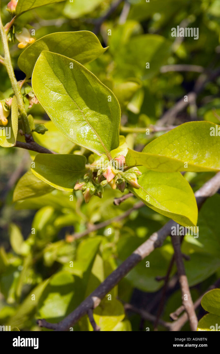 Persimmon flowers hi-res stock photography and images - Alamy