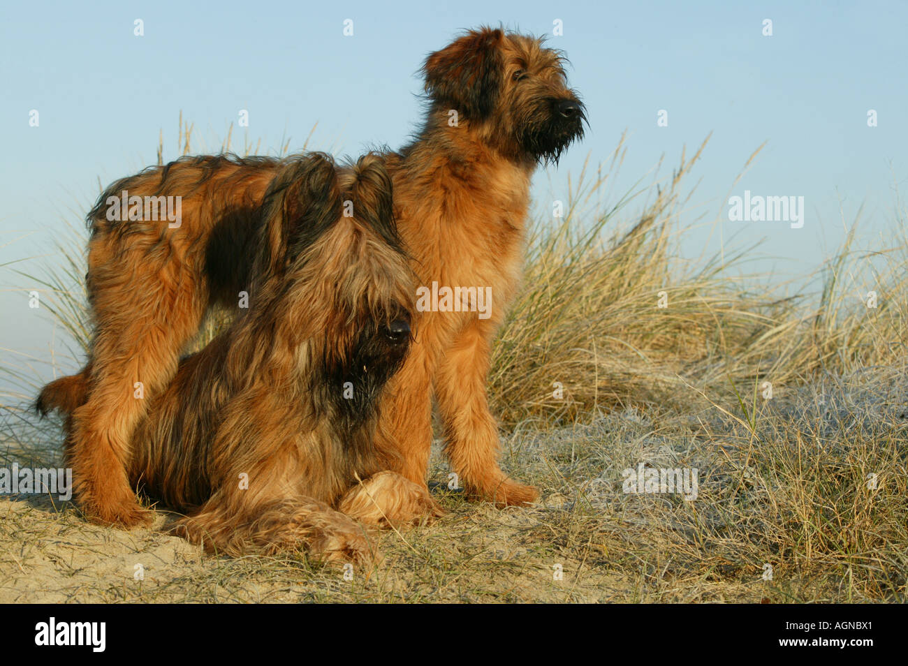 Couple of Dogs Shepherds of Brie Briards Berger de Brie Labat Rouquette ...