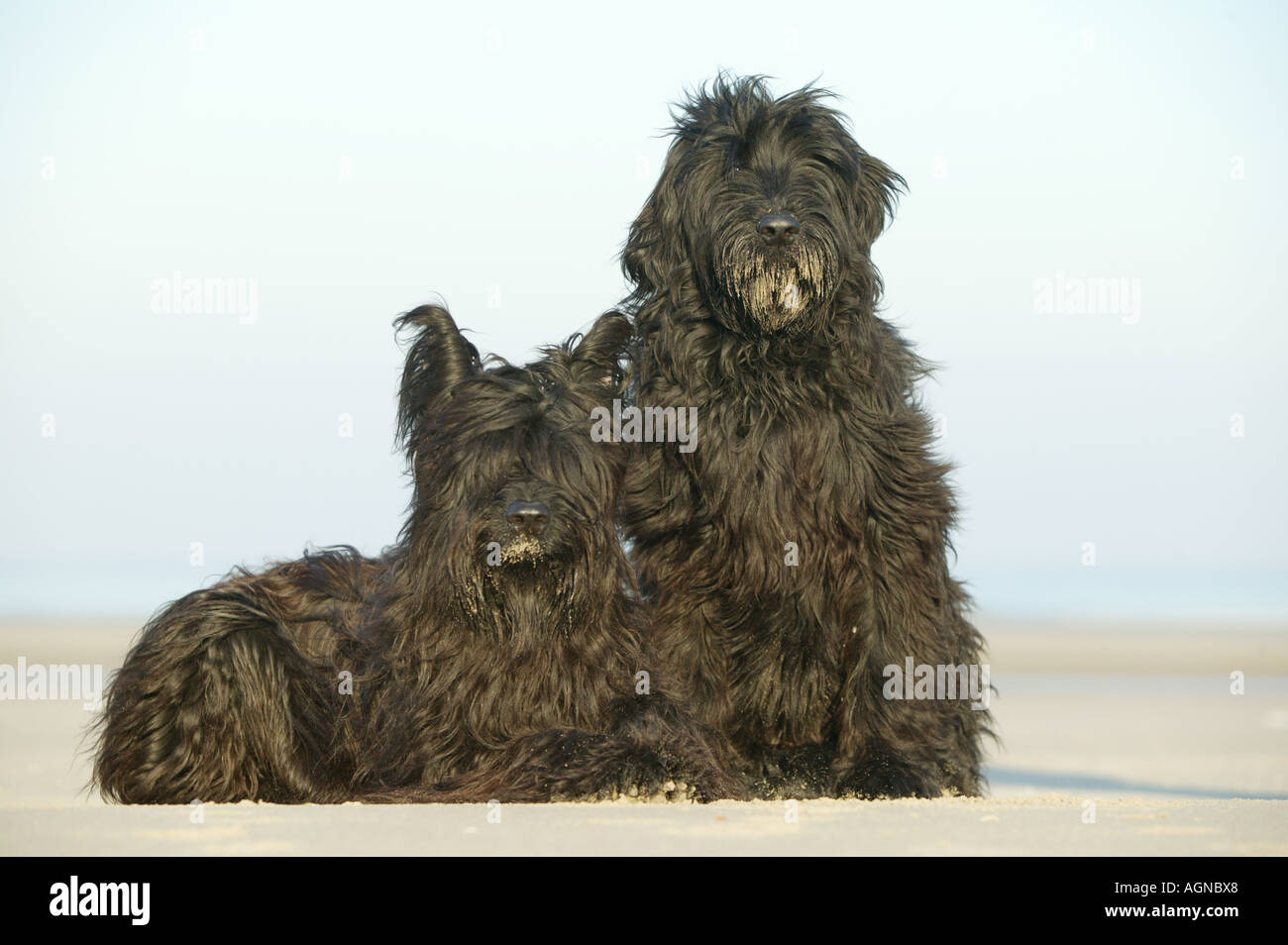 Couple of Dogs Shepherds of Brie Briards Bergers de Brie Labat ...