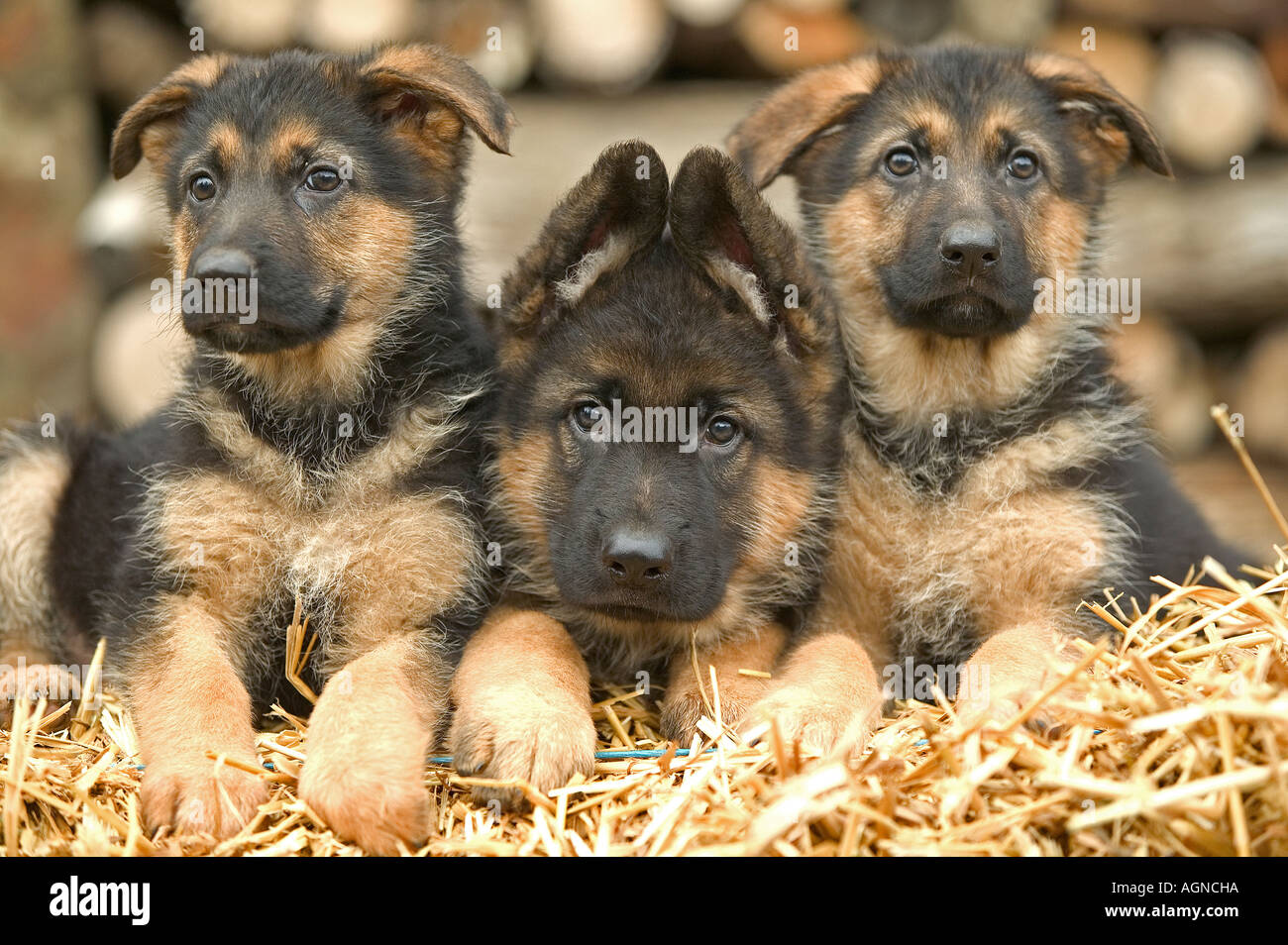 Dogs German Shepherd Puppies Berger Allemand Labat Rouquette VWPics com ...