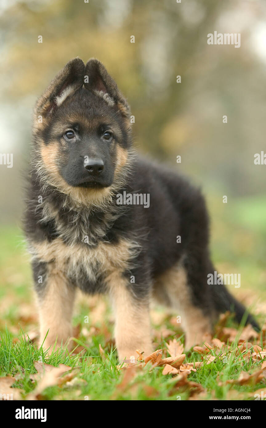 Dog German Shepherd Puppy Berger Allemand Labat Rouquette VWPics com ...