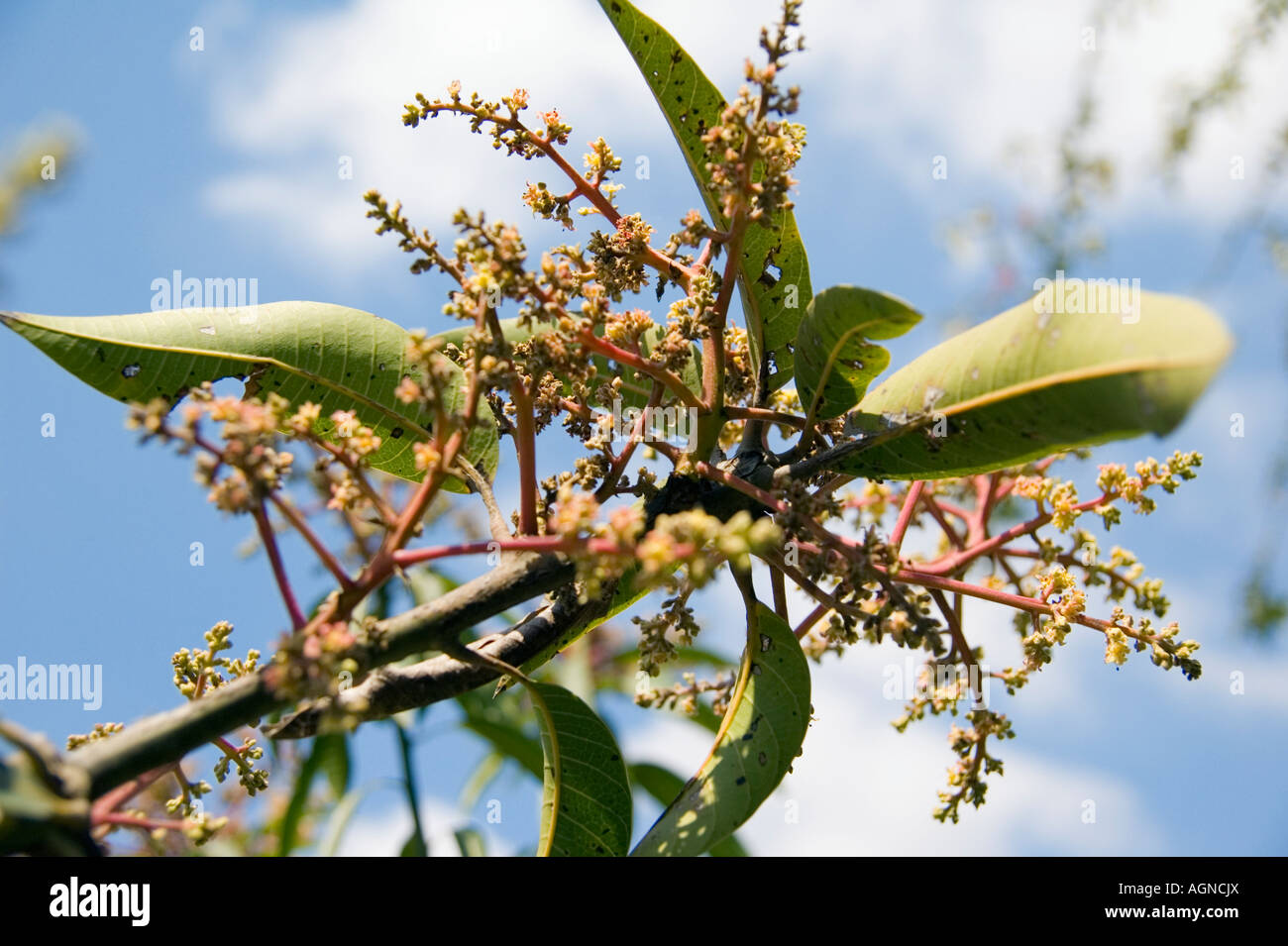 Israel Mango tree blossoms flowering April 2007 Stock Photo - Alamy