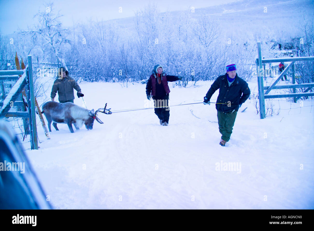 Northern reindeer herding hi-res stock photography and images - Alamy