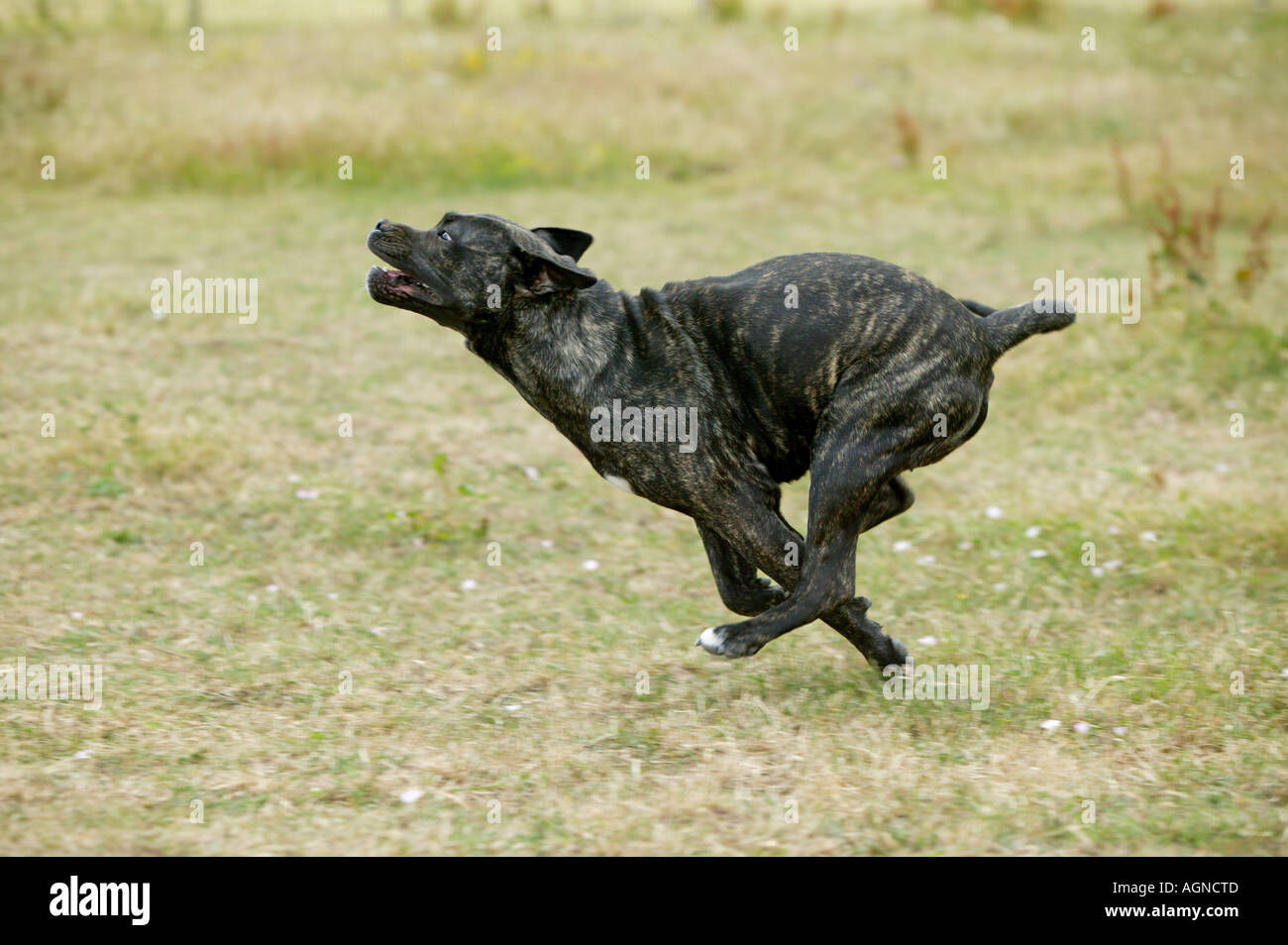 Dog Canarian Dogo Running Labat Rouquette VWPics com Stock Photo - Alamy