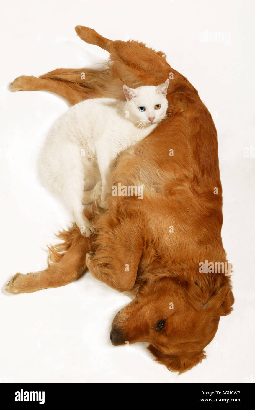 Portrait de chat hi-res stock photography and images - Alamy