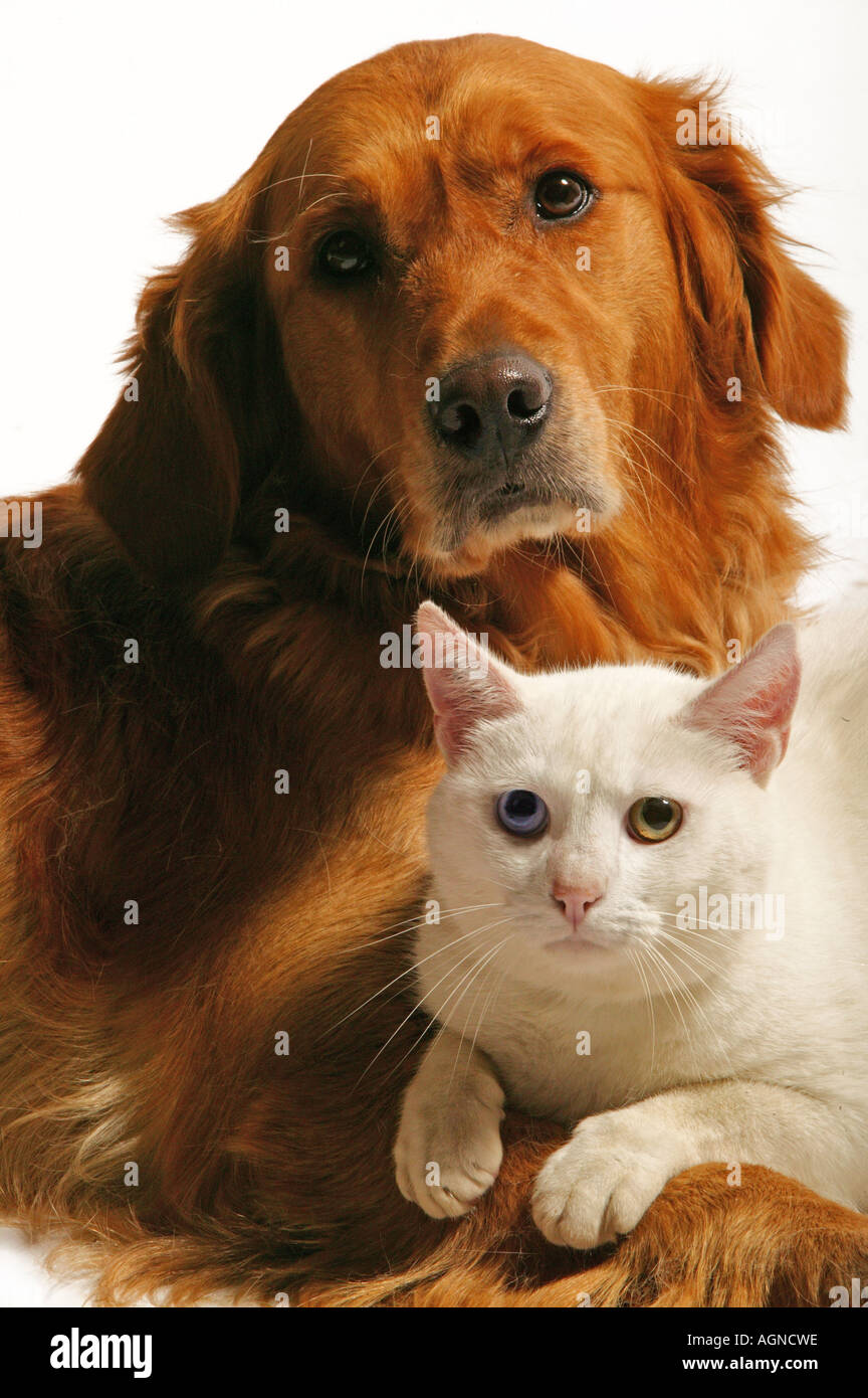 Portrait of Golden Retriever with Ordinary Cat Batard et Chat de ...