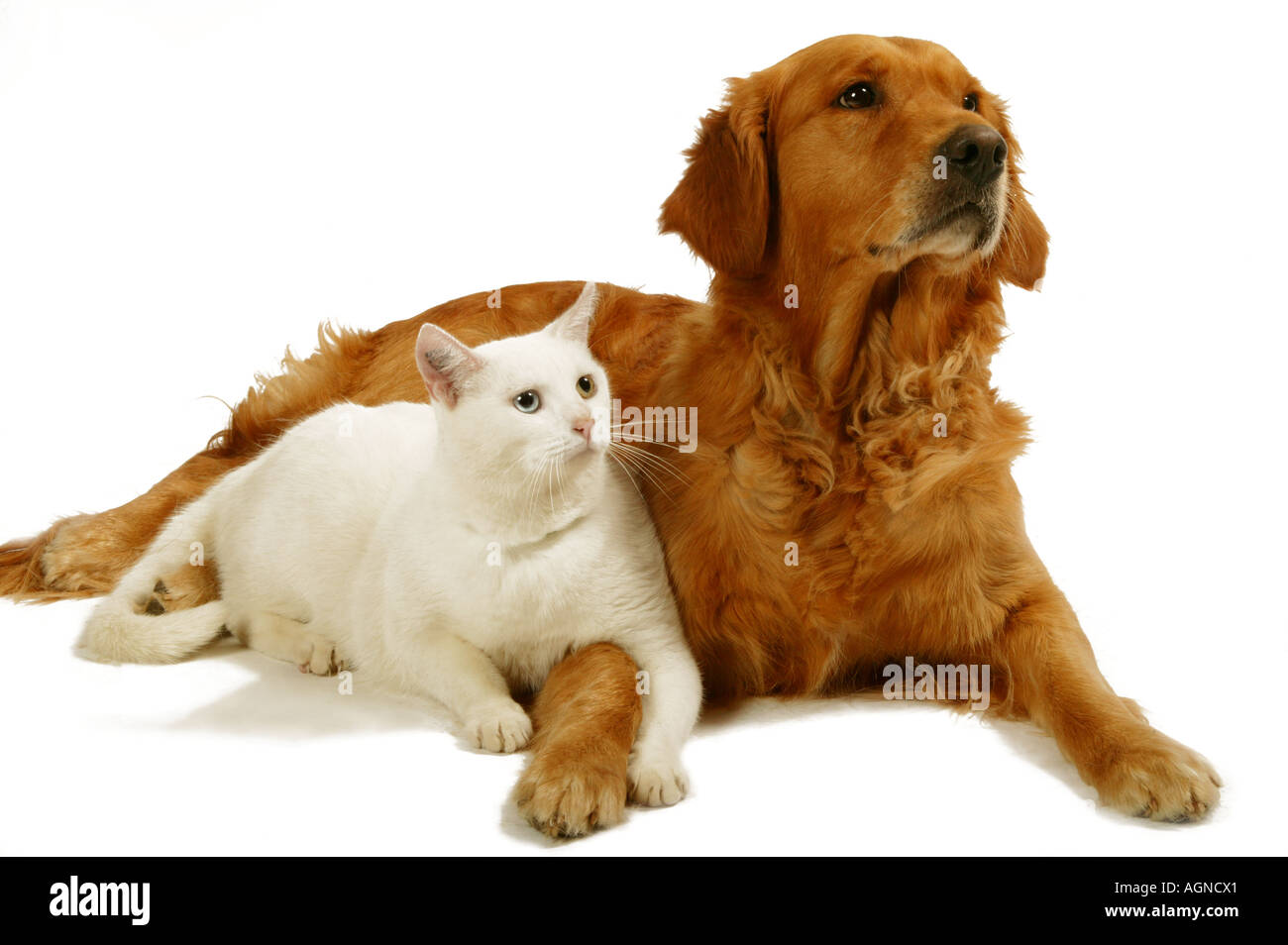 Portrait of Golden Retriever with Ordinary Cat Batard et Chat de ...