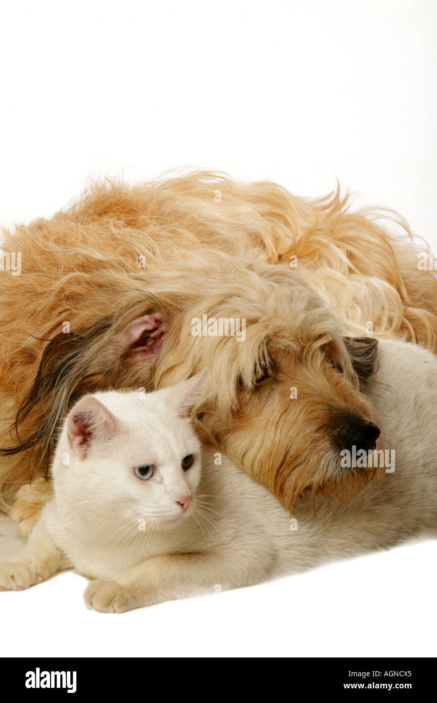 Gouttiere hi-res stock photography and images - Alamy