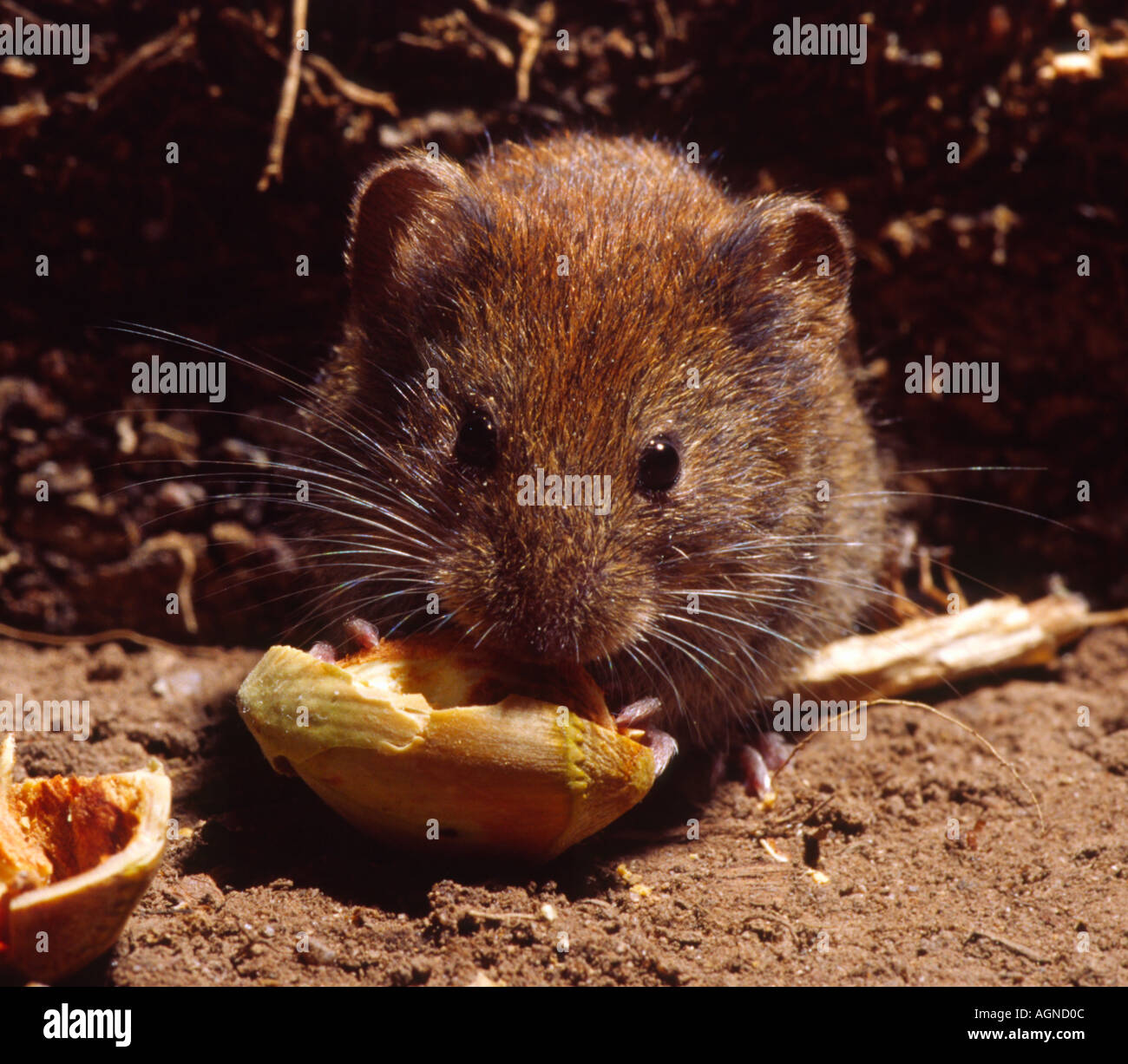 vole with nut Stock Photo - Alamy