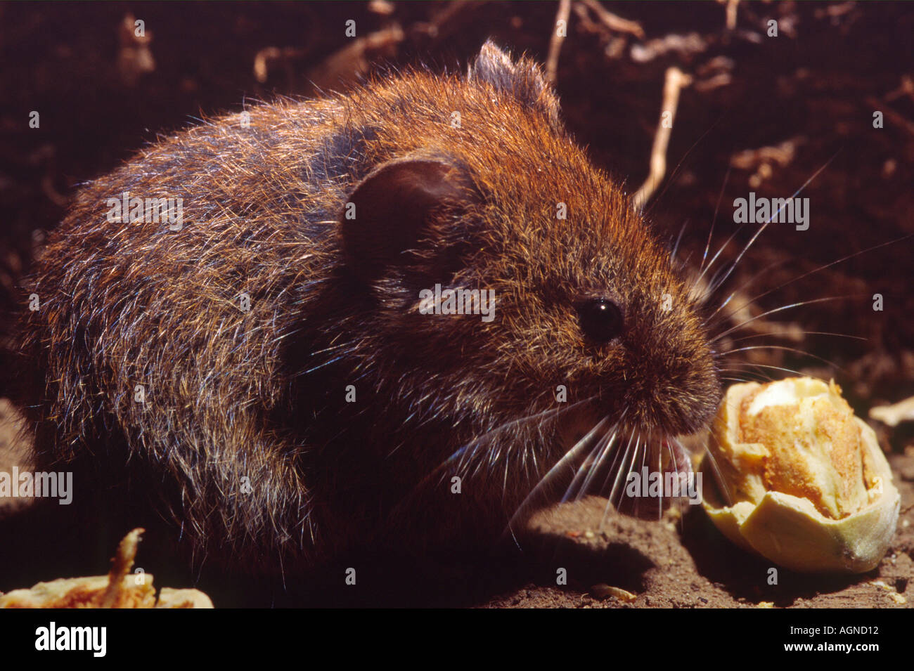 Short tailed mouse hi-res stock photography and images - Alamy
