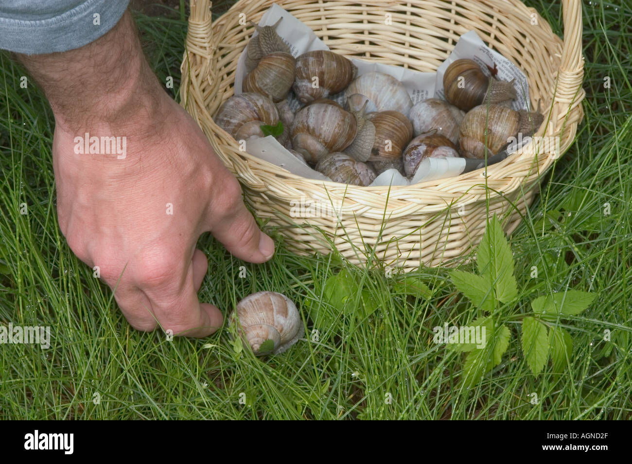 edible Snail are collected for eating Stock Photo - Alamy