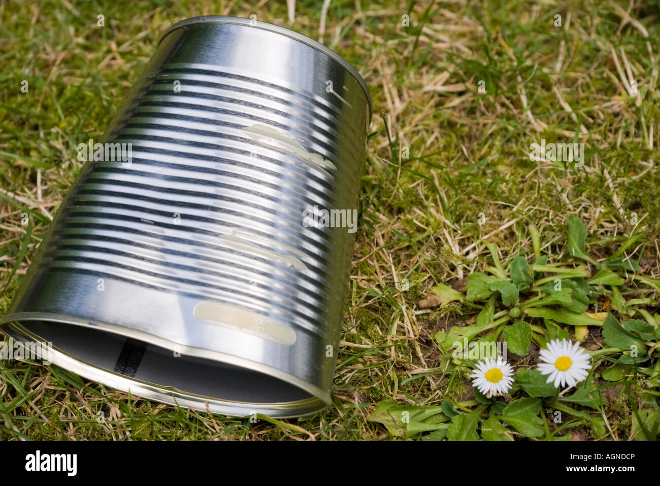 Discarded crushed tin can on the ground beside a flower Stock Photo - Alamy