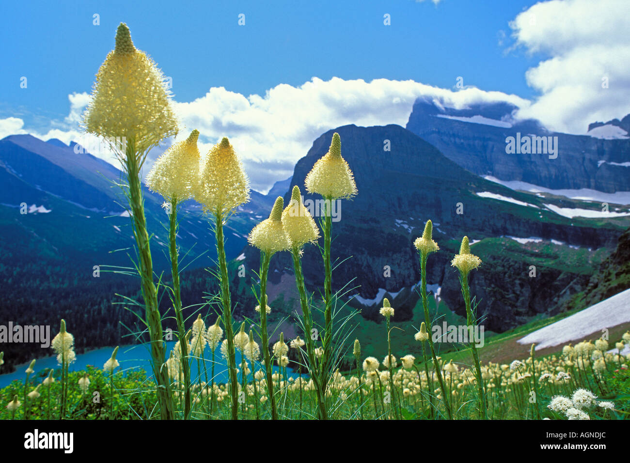Bear Grass wildflower Glacier National Park Montana Stock Photo - Alamy