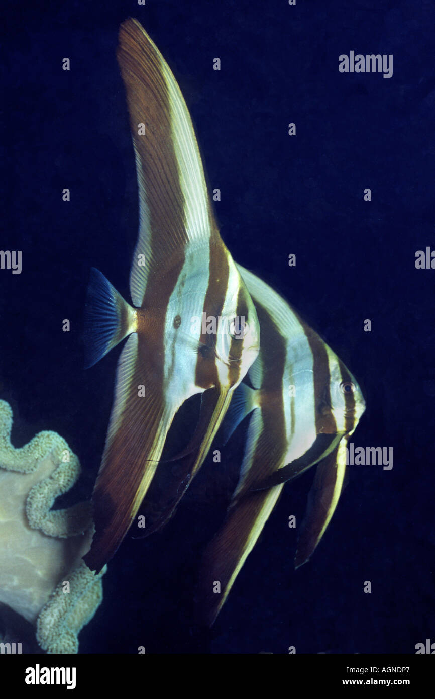 Juvenile spadefish hi-res stock photography and images - Alamy