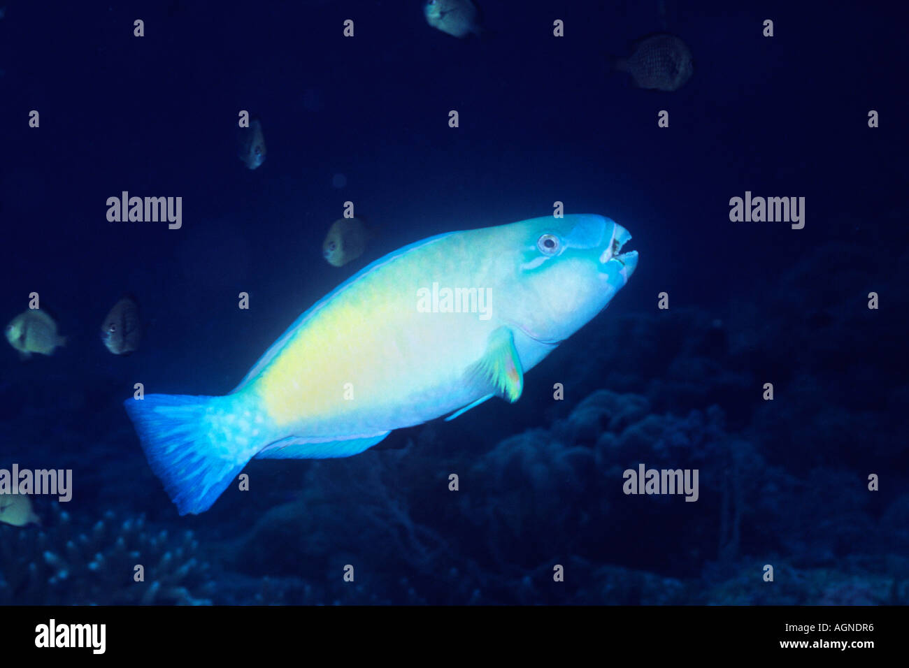 Parrotfish Scarus sp Wakatobi Indonesia Stock Photo - Alamy