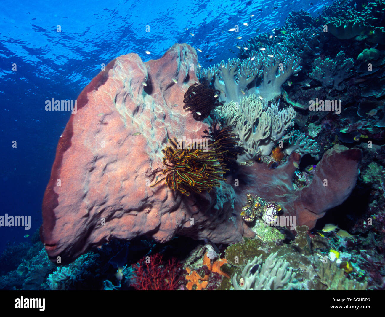Reef scene with sponge and crinoids Wakatobi Indonesia Stock Photo - Alamy