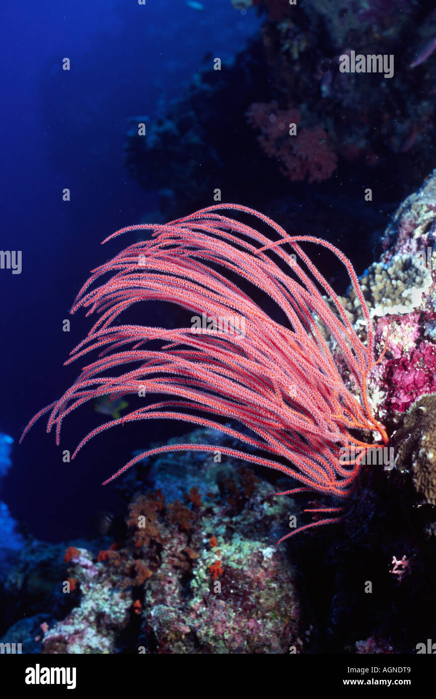 Red Sea Whip Ctenocella sp Wakatobi Indonesia Stock Photo - Alamy