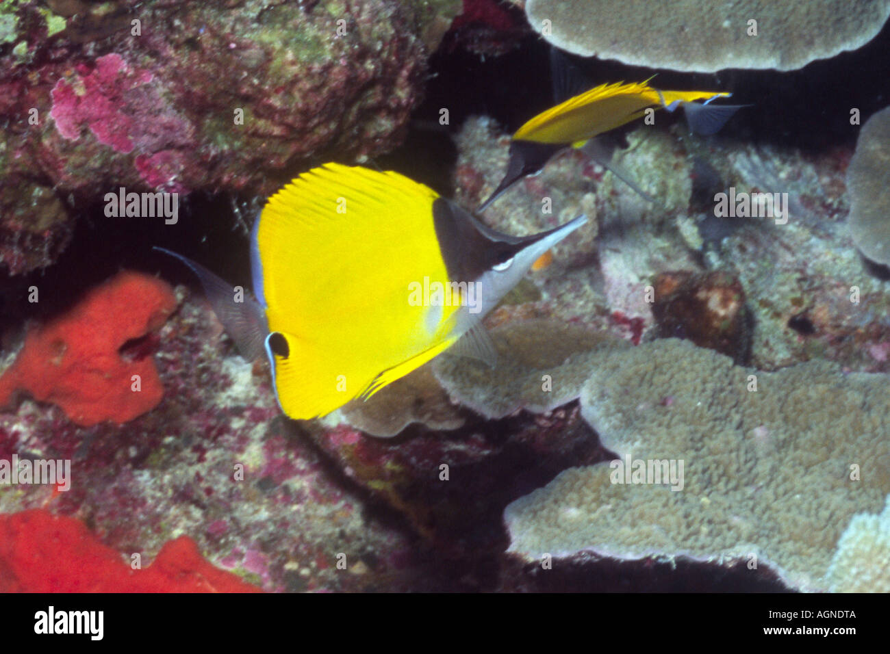Yellow Longnose Butterflyfish Forcipiger Flavissimus