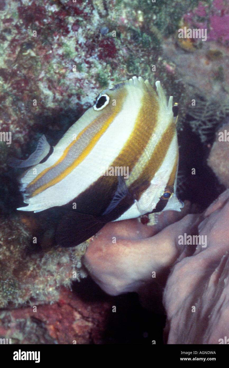 Two eyed Coralfish Coradion melanopus Wakatobi Indonesia Stock Photo ...