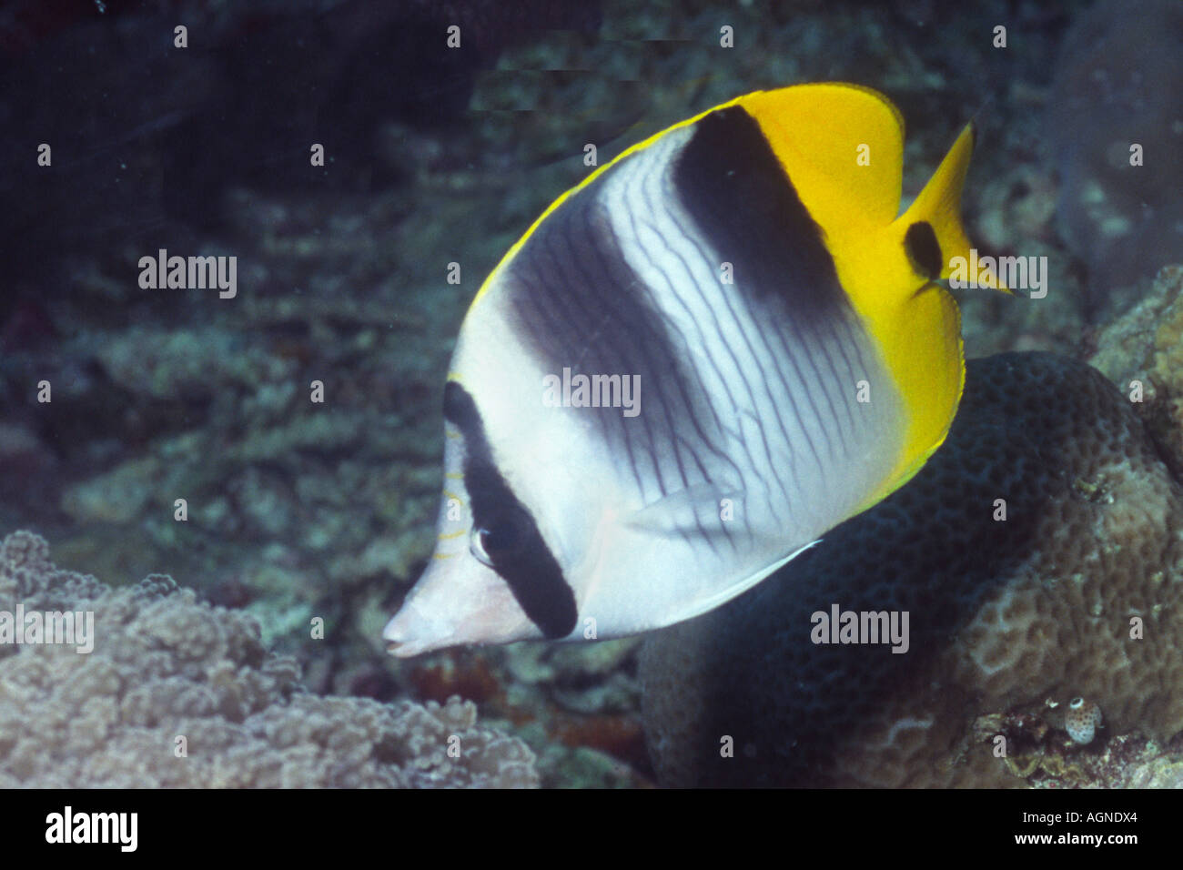 Pacific Double saddle Butterflyfish Chaetodon ulietensis Wakatobi ...