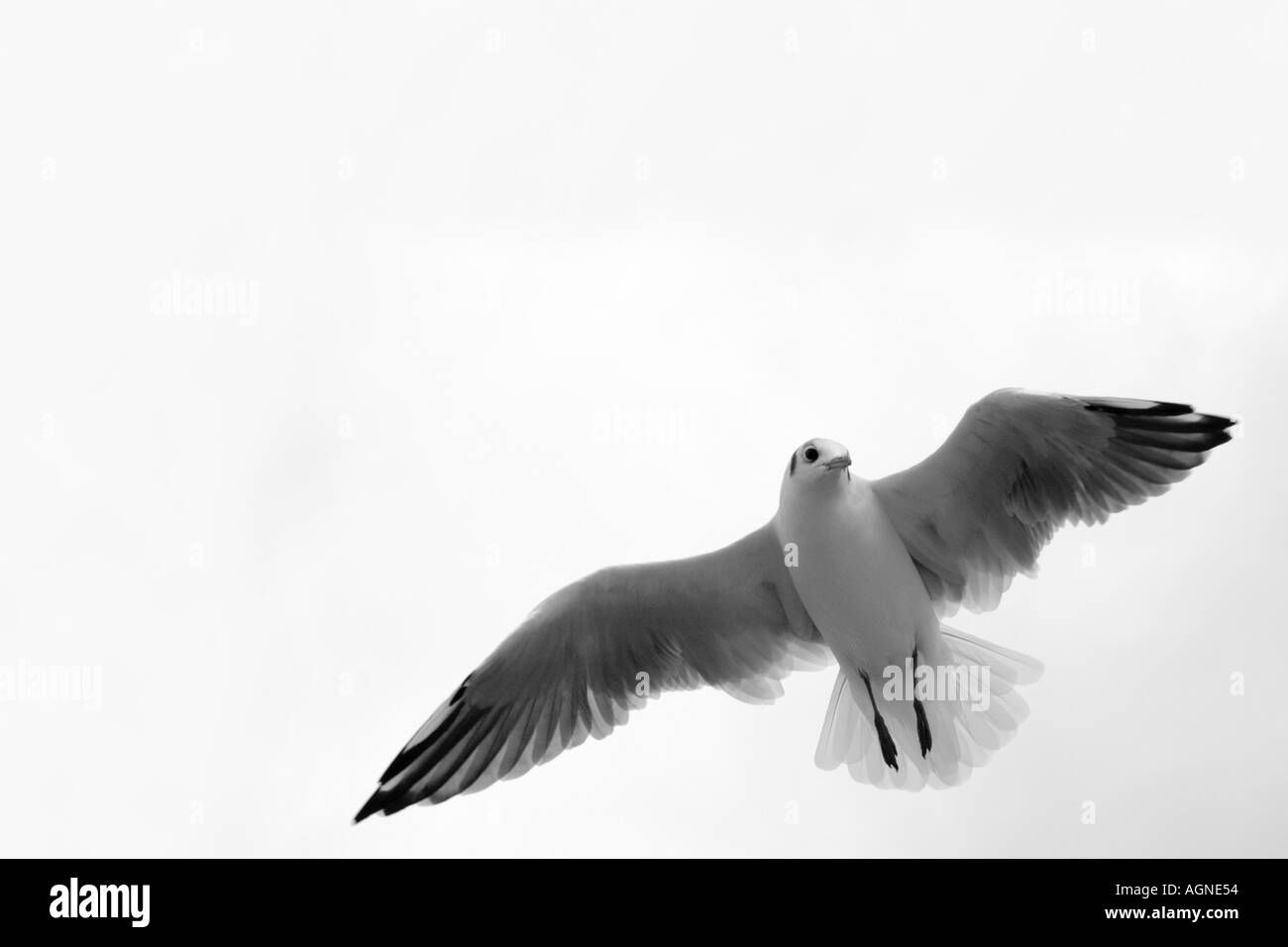 Beaks Cut Out Stock Images & Pictures - Alamy