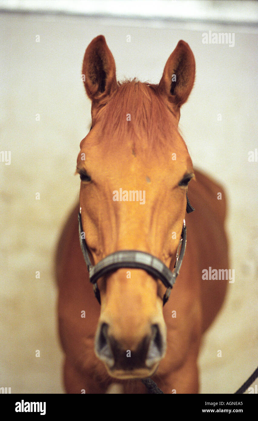 Horse riding arena hi-res stock photography and images - Alamy
