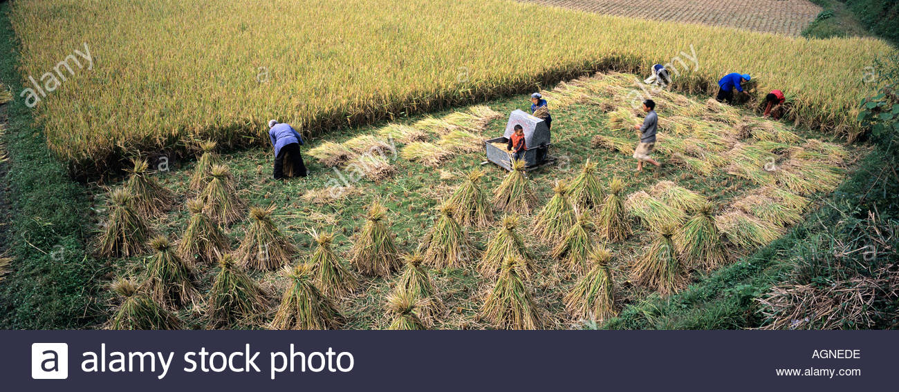 Family of three generations harvests and threshes rice Guizhou Province ...