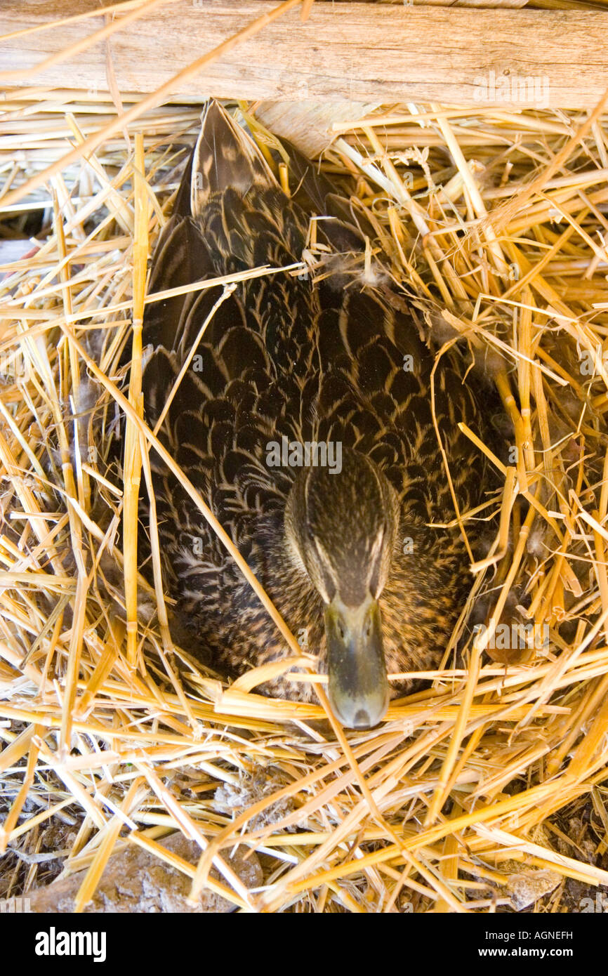 Female mallard duck in nest made of straw Stock Photo - Alamy