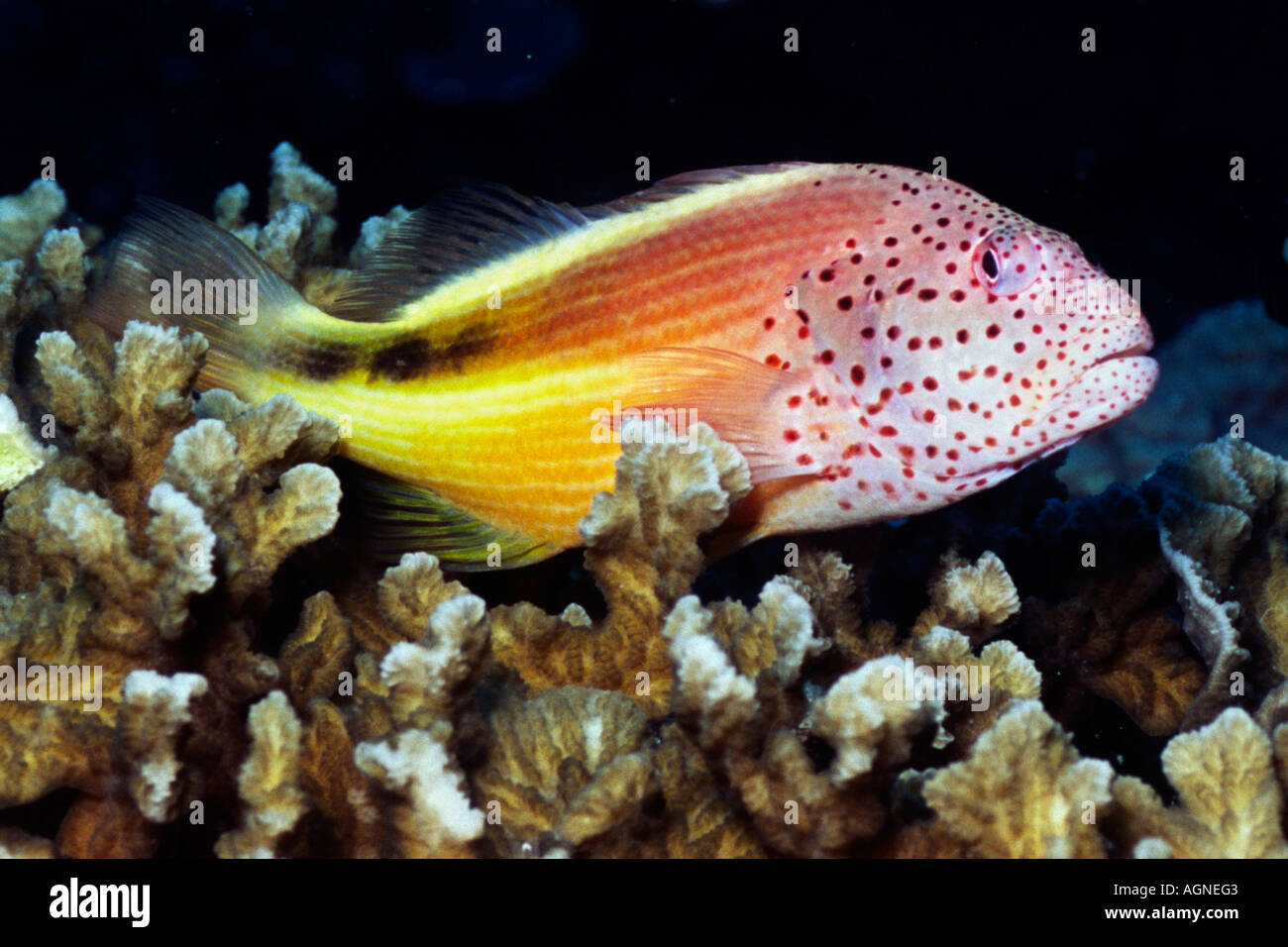 Freckled Hawkfish Paracirrhites forsteri Wakatobi Indonesia Stock Photo ...