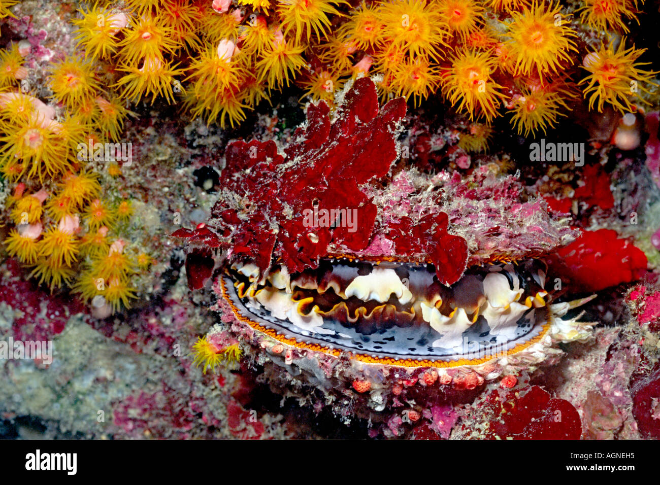 Spondylus sp hi-res stock photography and images - Alamy