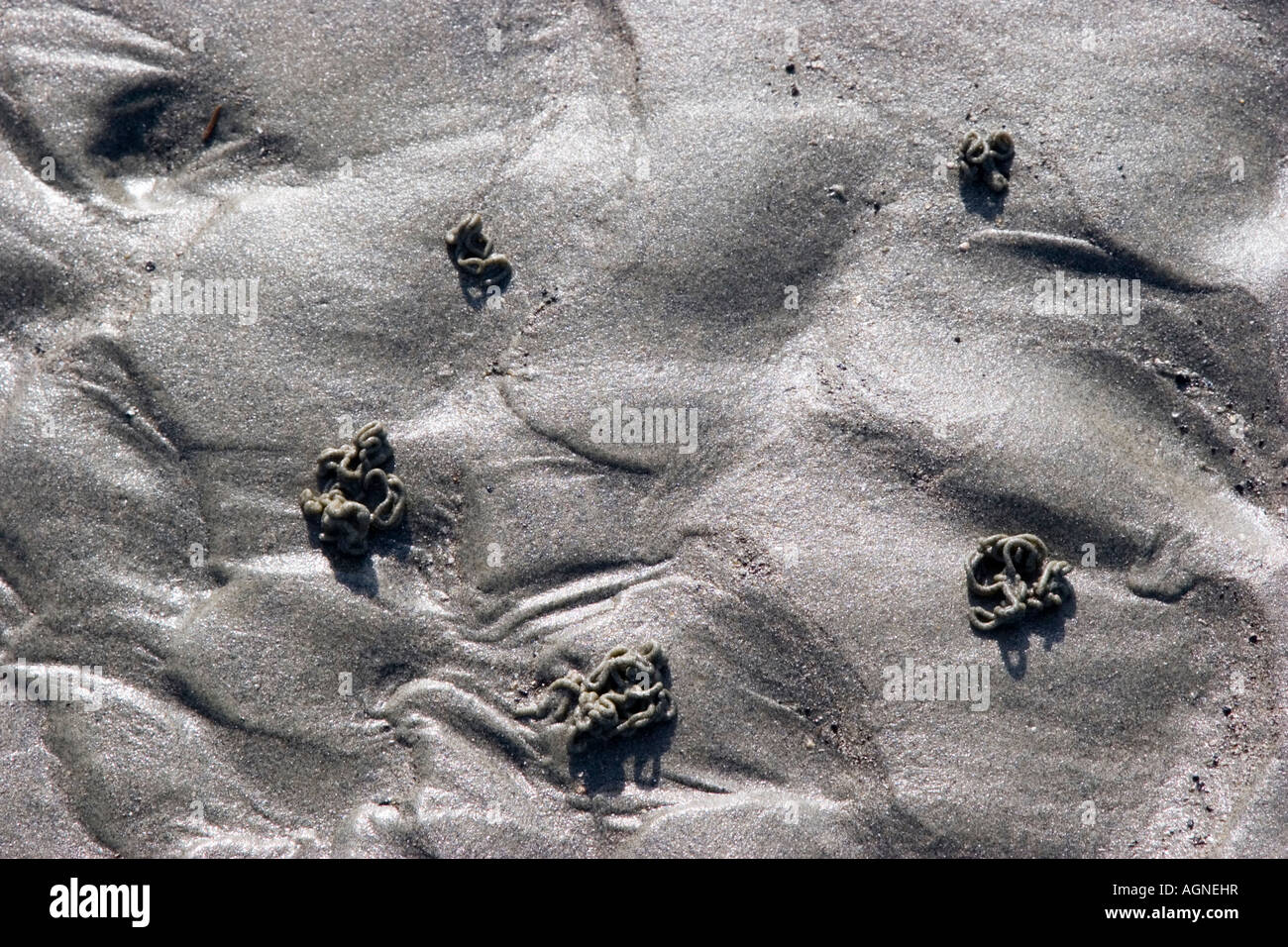 Worm casts in the sand on the beach Stock Photo - Alamy