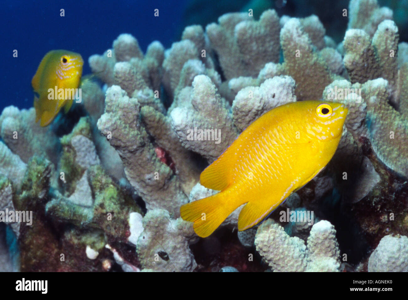 Lemon Damsel Pomacentrus moluccensis Wakatobi Indonesia Stock Photo - Alamy
