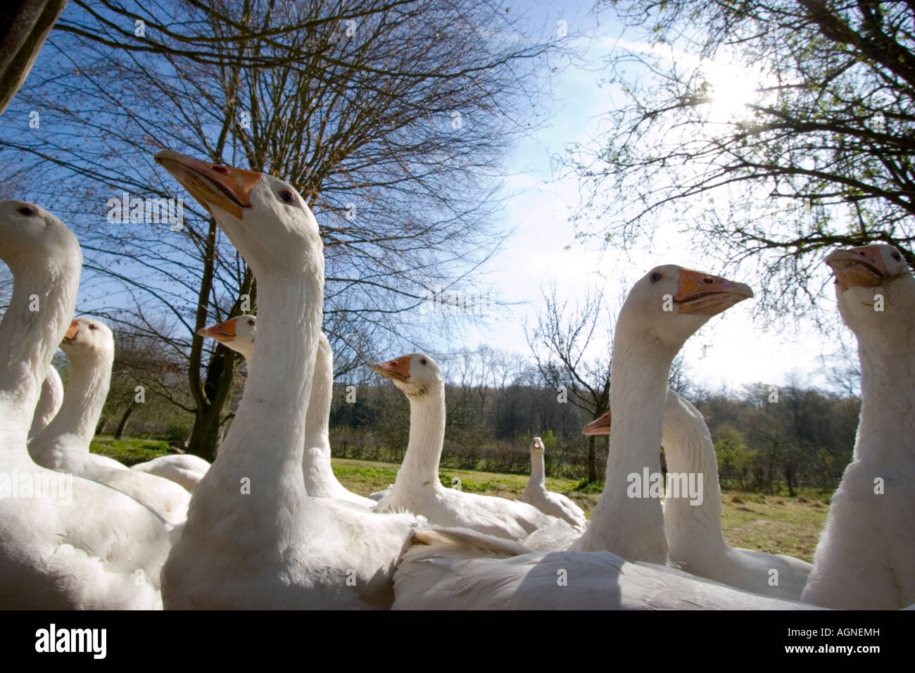 White farmyard domestic geese Stock Photo - Alamy