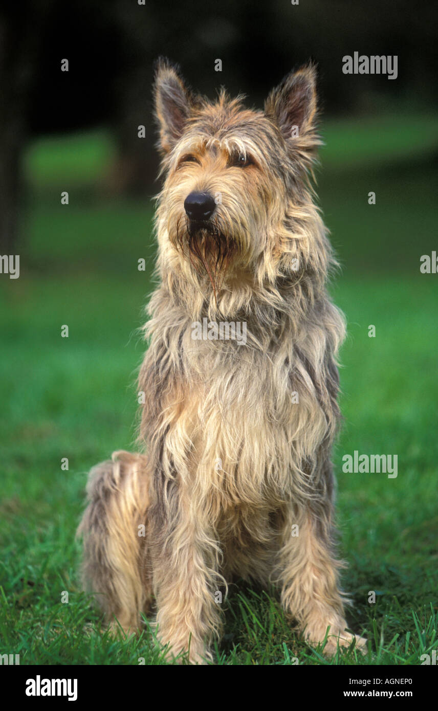 Picardy Shepherd Berger Picard Labat Rouquette VWPics com Stock Photo ...