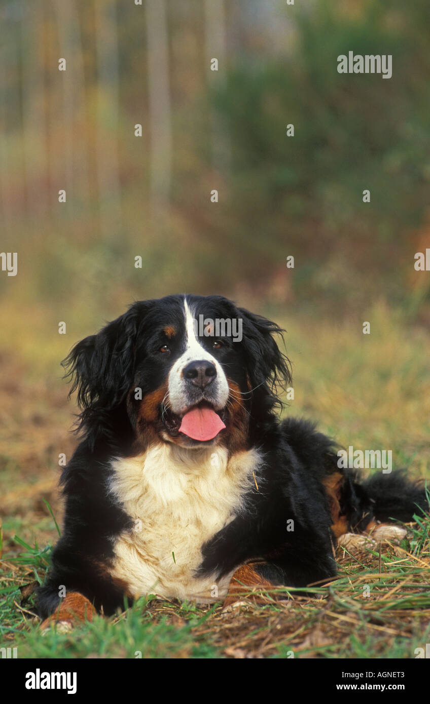 Bouvier Bernois Puppies